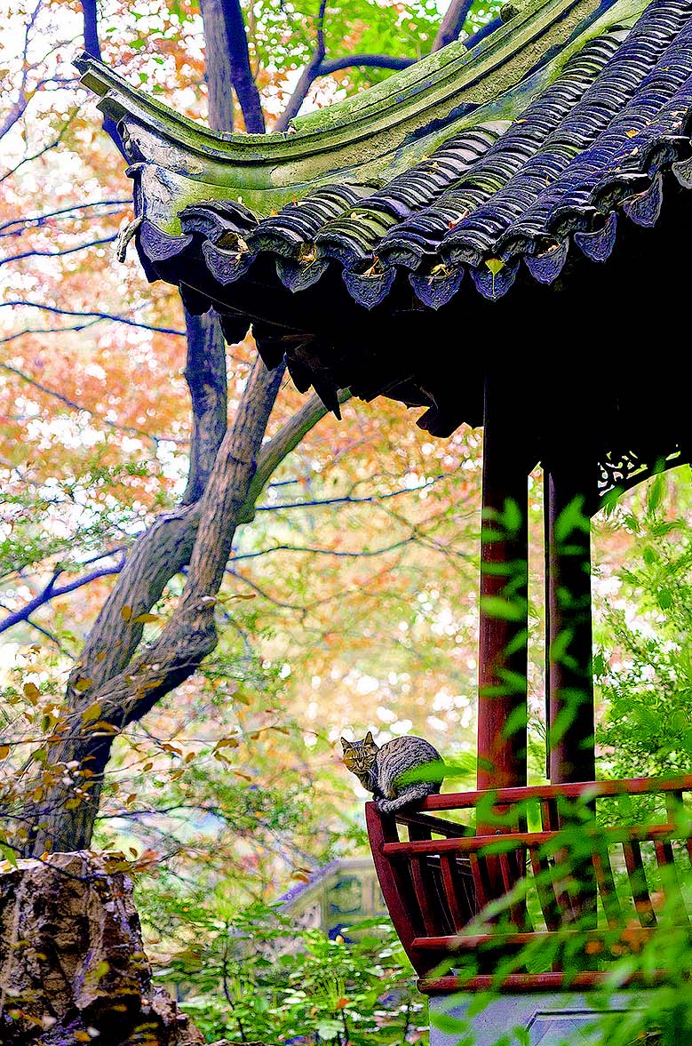 拨云透雾话“秋霞”--嘉定报